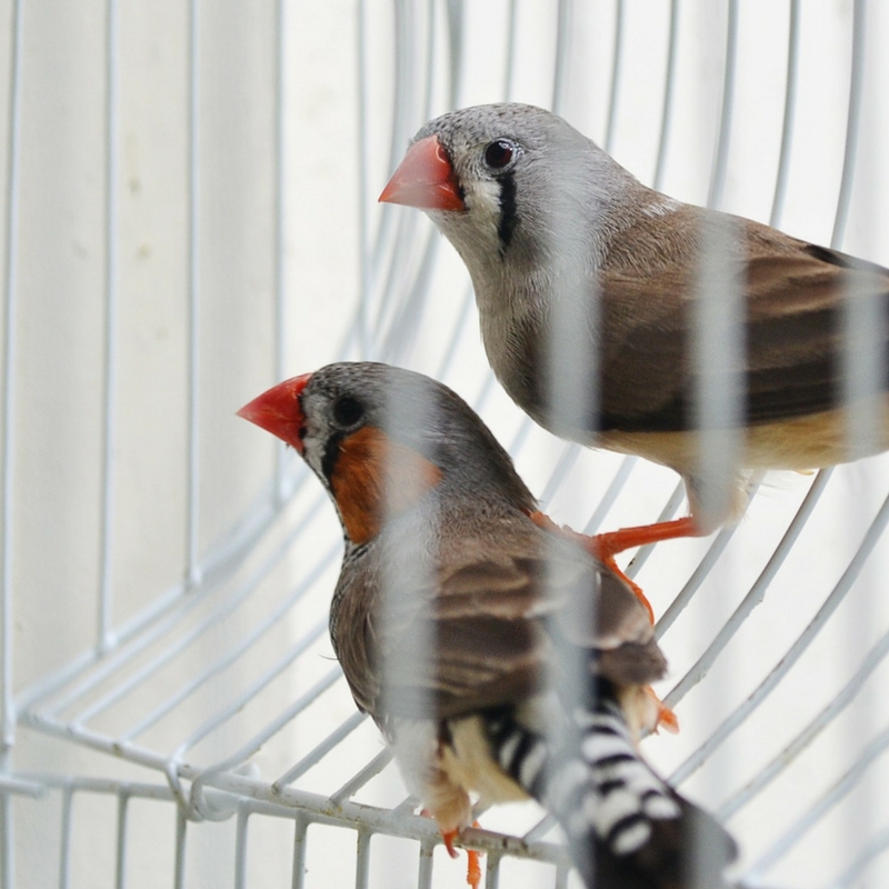 Bird In A Cage – Kind Regards, Mrs. Darling